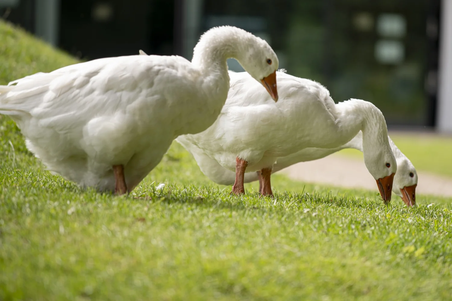 What are Weeder Geese? Everything You Need to Know — J&R Pierce Family Farm