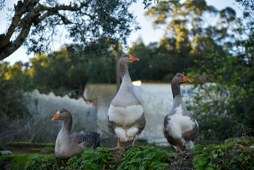 What are Weeder Geese? Everything You Need to Know — J&R Pierce Family Farm