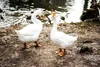 What are Weeder Geese? Everything You Need to Know — J&R Pierce Family Farm