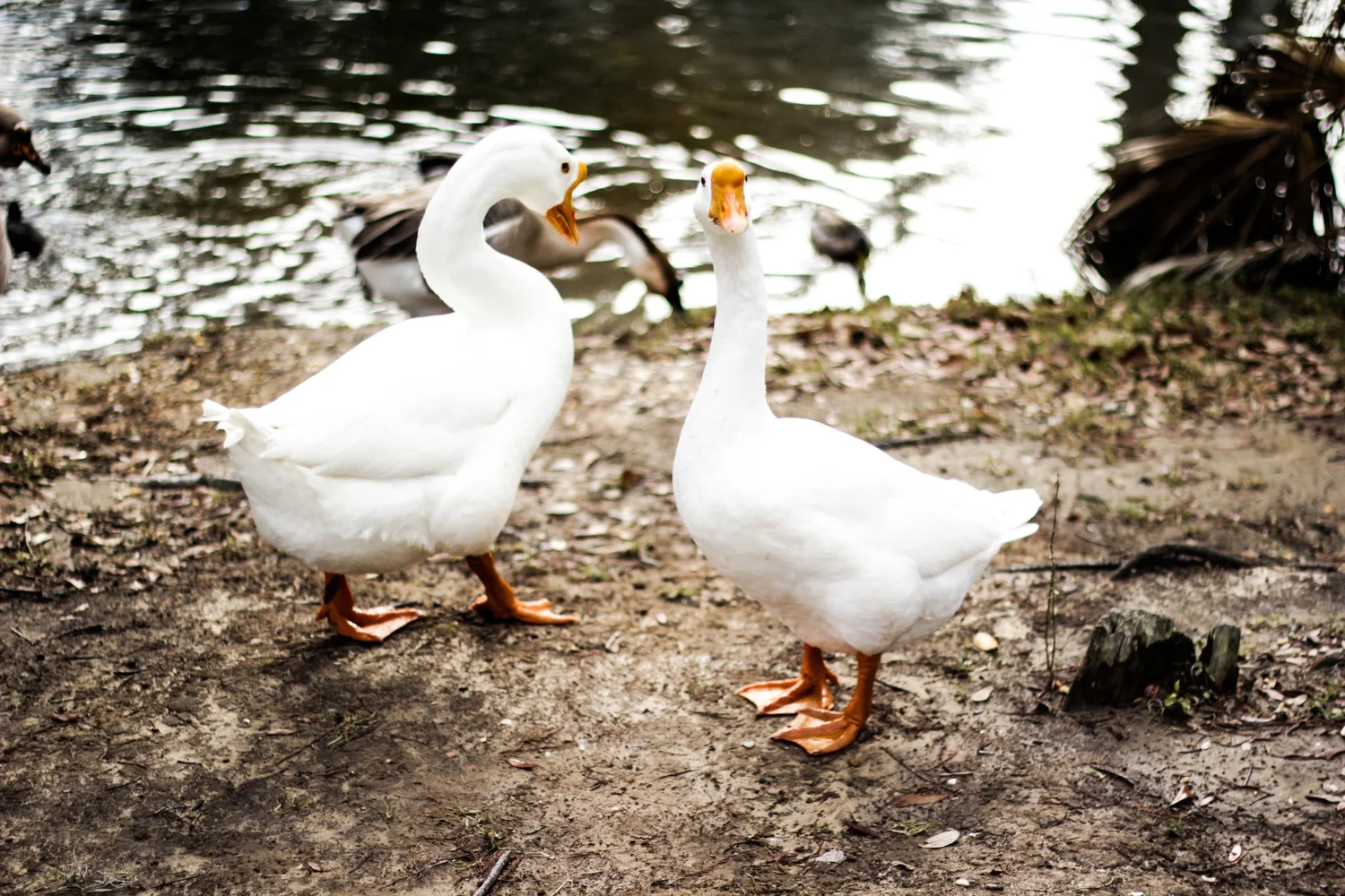 What are Weeder Geese? Everything You Need to Know — J&R Pierce Family Farm