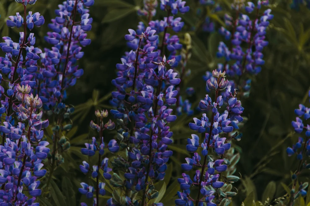 How to Grow Lupines — J&R Pierce Family Farm