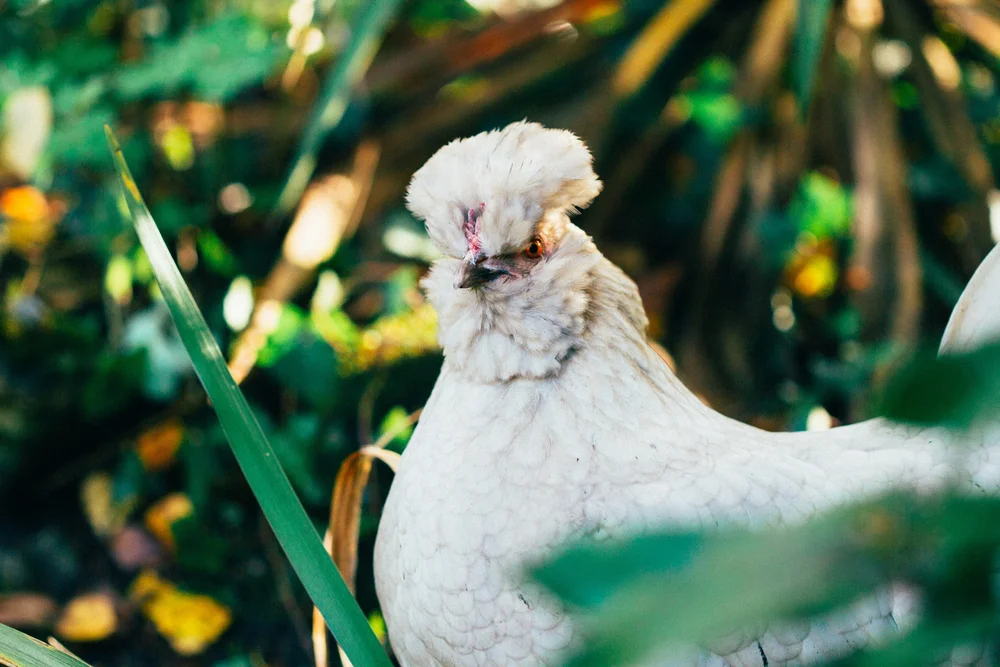 Everything You Need to Know About Polish Chickens — J&R Pierce Family Farm