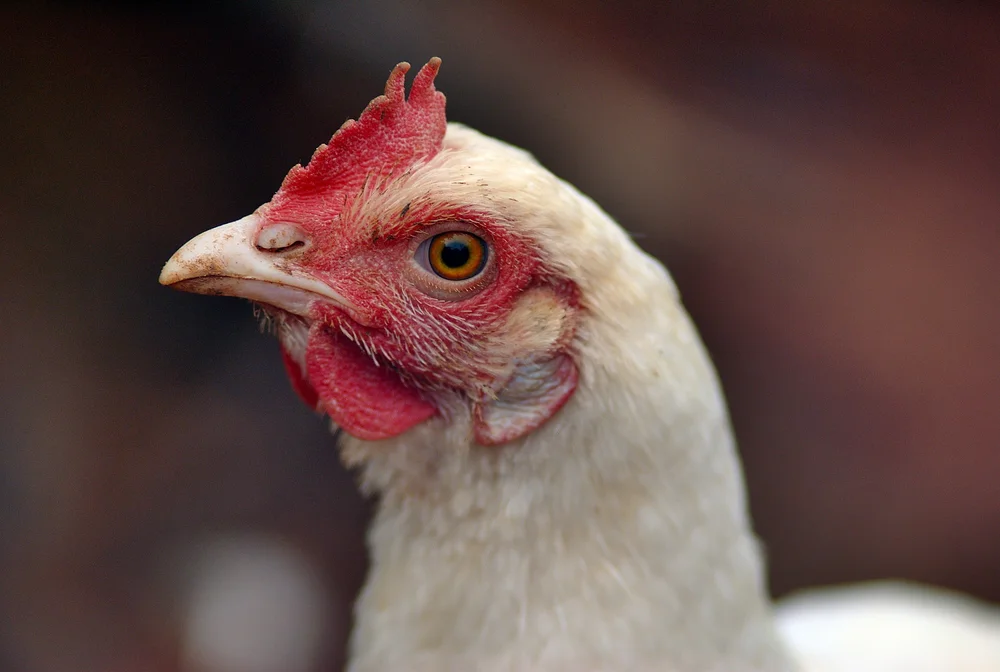 How to Raise Leghorn Chickens: Everything You Need to Know — J&R Pierce ...