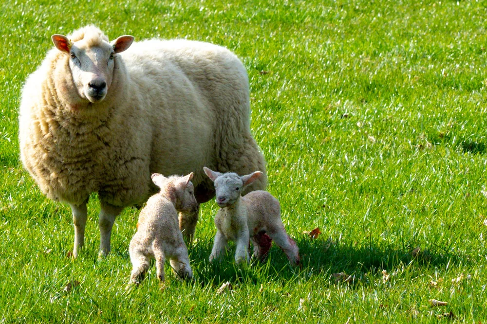 How Many Babies Do Sheep Have? — J&R Pierce Family Farm