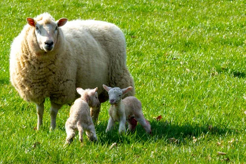 How Many Babies Do Sheep Have? — J&R Pierce Family Farm