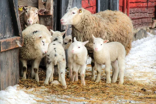How Many Babies Do Sheep Have? — J&R Pierce Family Farm