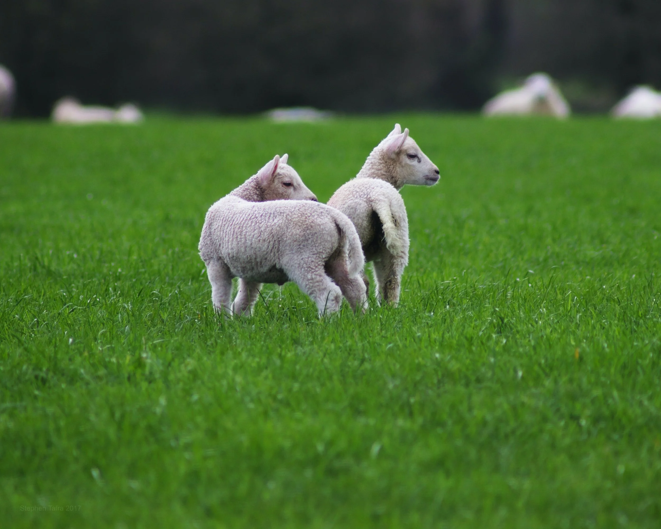 How Many Babies Do Sheep Have? — J&R Pierce Family Farm