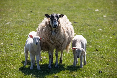 How Many Babies Do Sheep Have? — J&R Pierce Family Farm