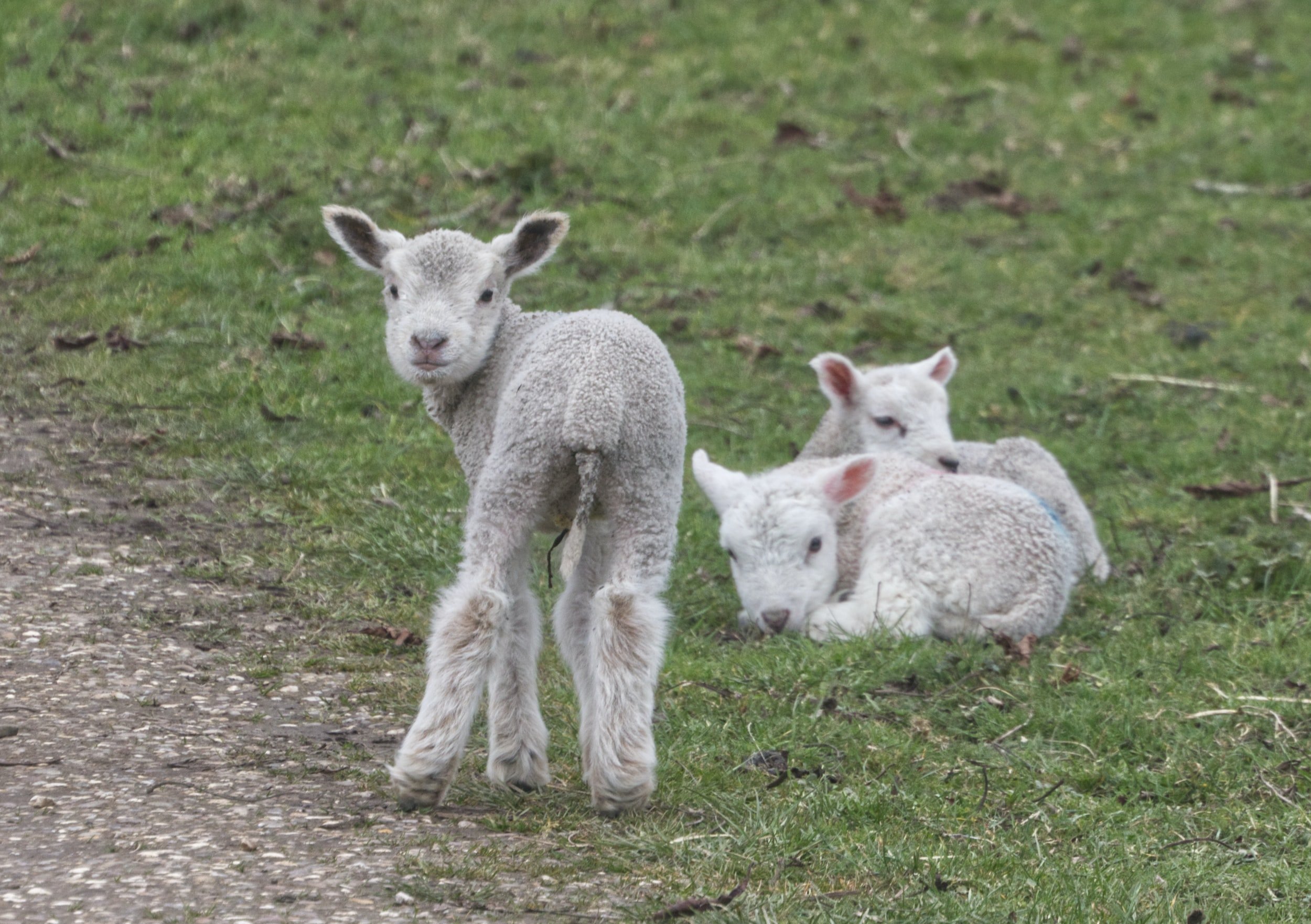 How Many Babies Do Sheep Have? — J&R Pierce Family Farm