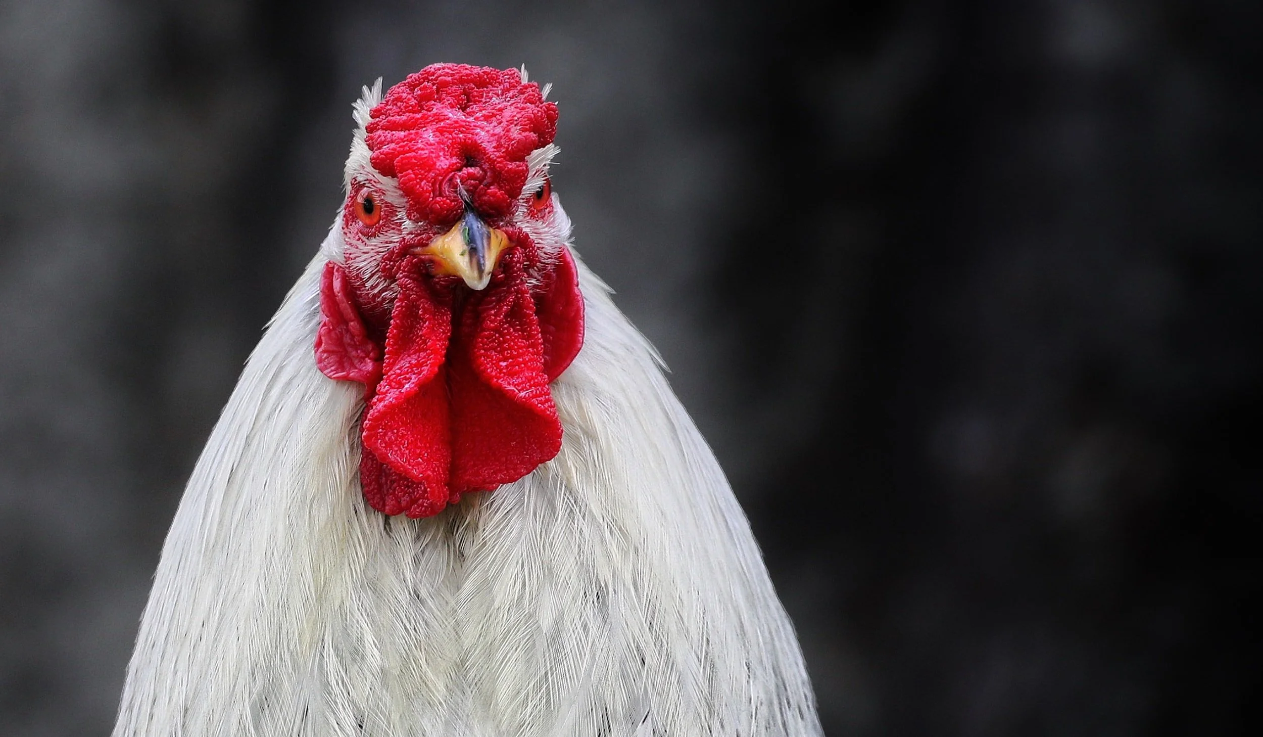 How to Raise Cornish Cross Chickens — J&R Pierce Family Farm