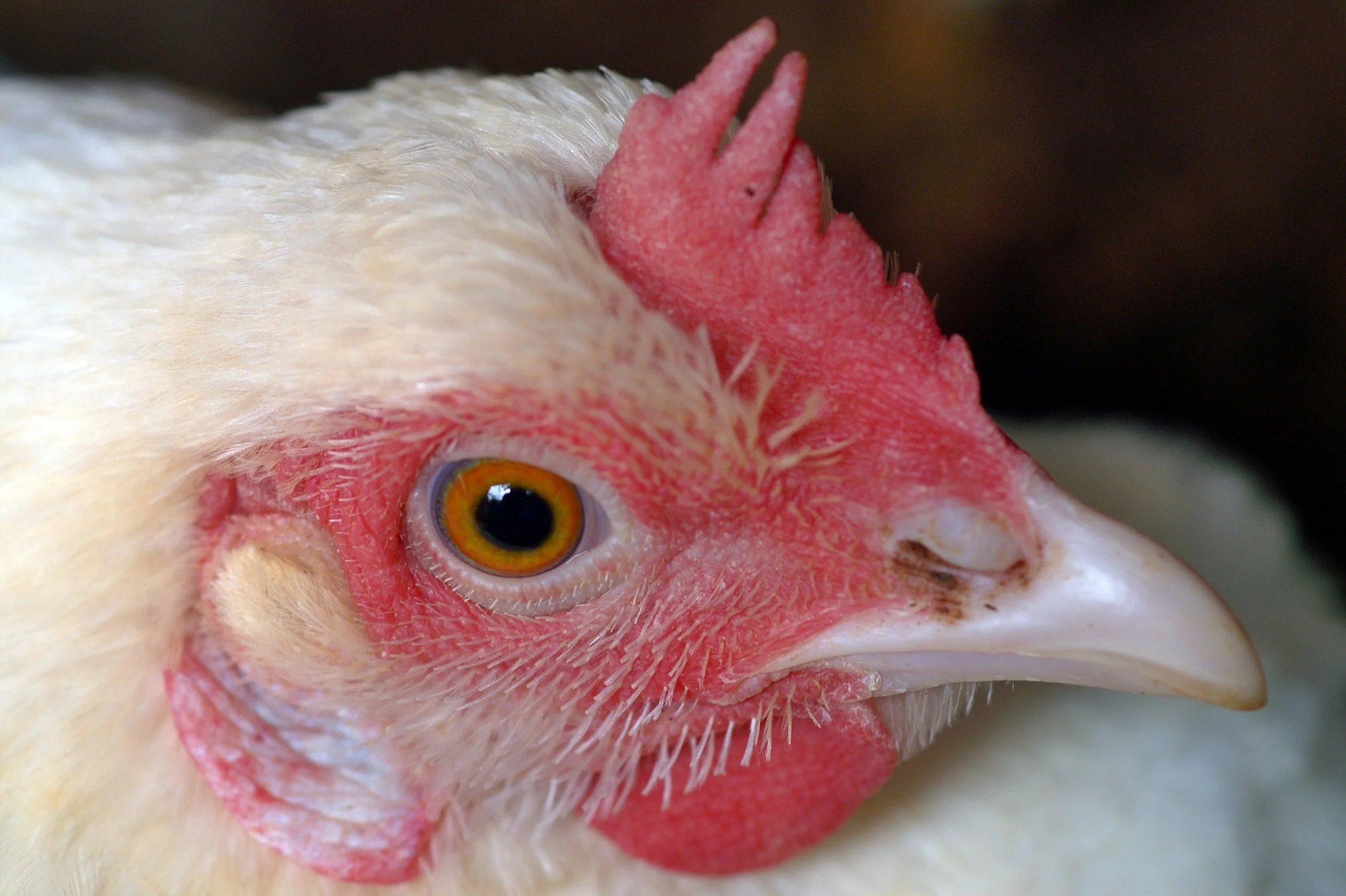 How to Raise Cornish Cross Chickens — J&R Pierce Family Farm