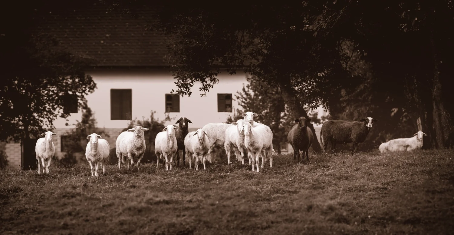 The Ultimate Guide to the Dorper Sheep Breed — J&R Pierce Family Farm