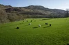 The Ultimate Guide to the Dorper Sheep Breed — J&R Pierce Family Farm