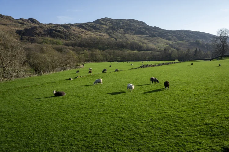 The Ultimate Guide to the Dorper Sheep Breed — J&R Pierce Family Farm