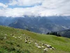 The Ultimate Guide to the Dorper Sheep Breed — J&R Pierce Family Farm