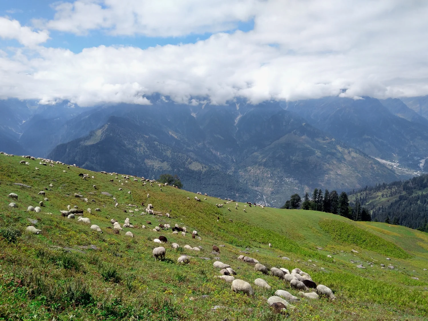 The Ultimate Guide to the Dorper Sheep Breed — J&R Pierce Family Farm
