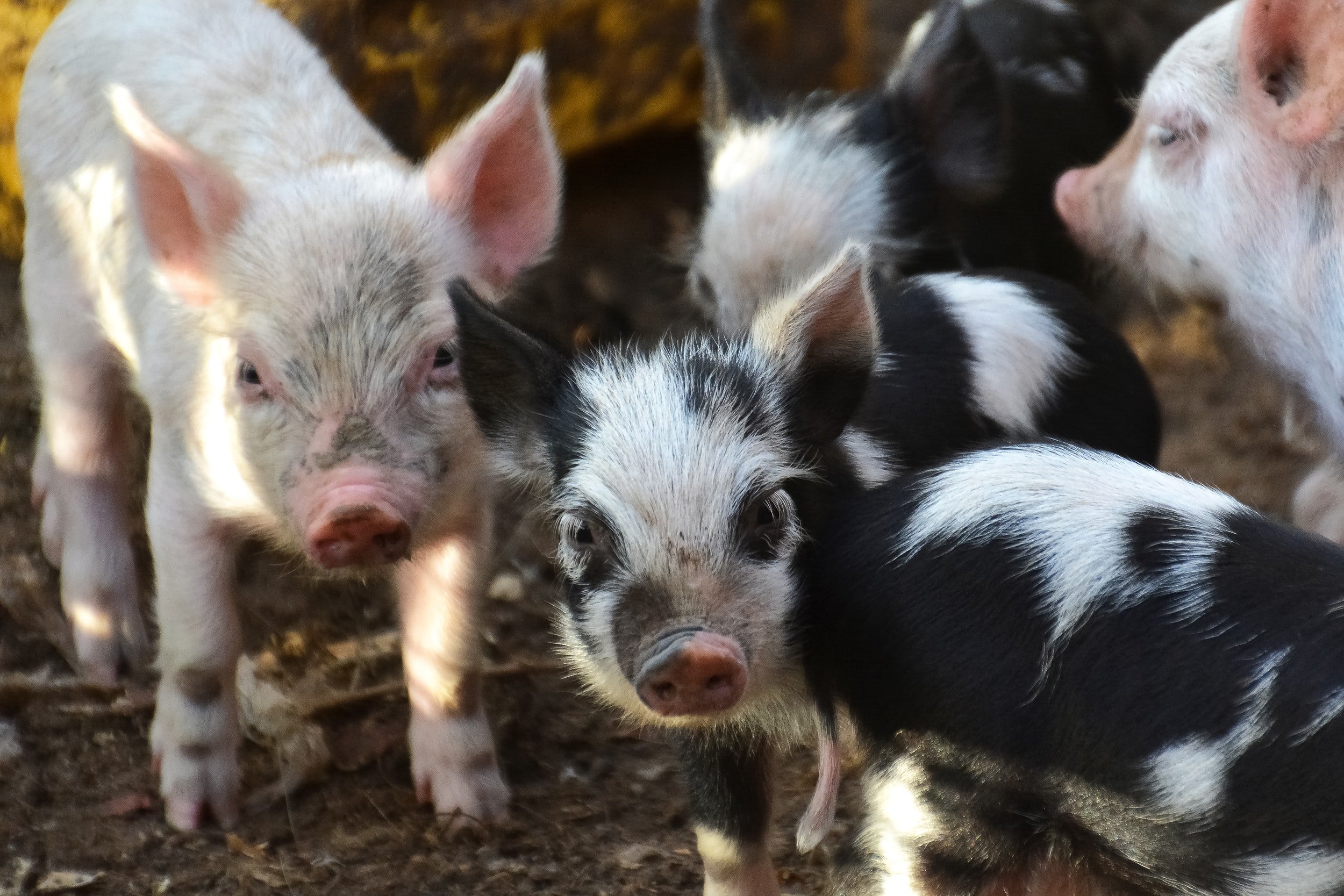 Pros and Cons of Heritage Pig Breeds — J&R Pierce Family Farm
