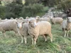Understanding FAMACHA Scoring for Sheep and Goats — J&R Pierce Family Farm