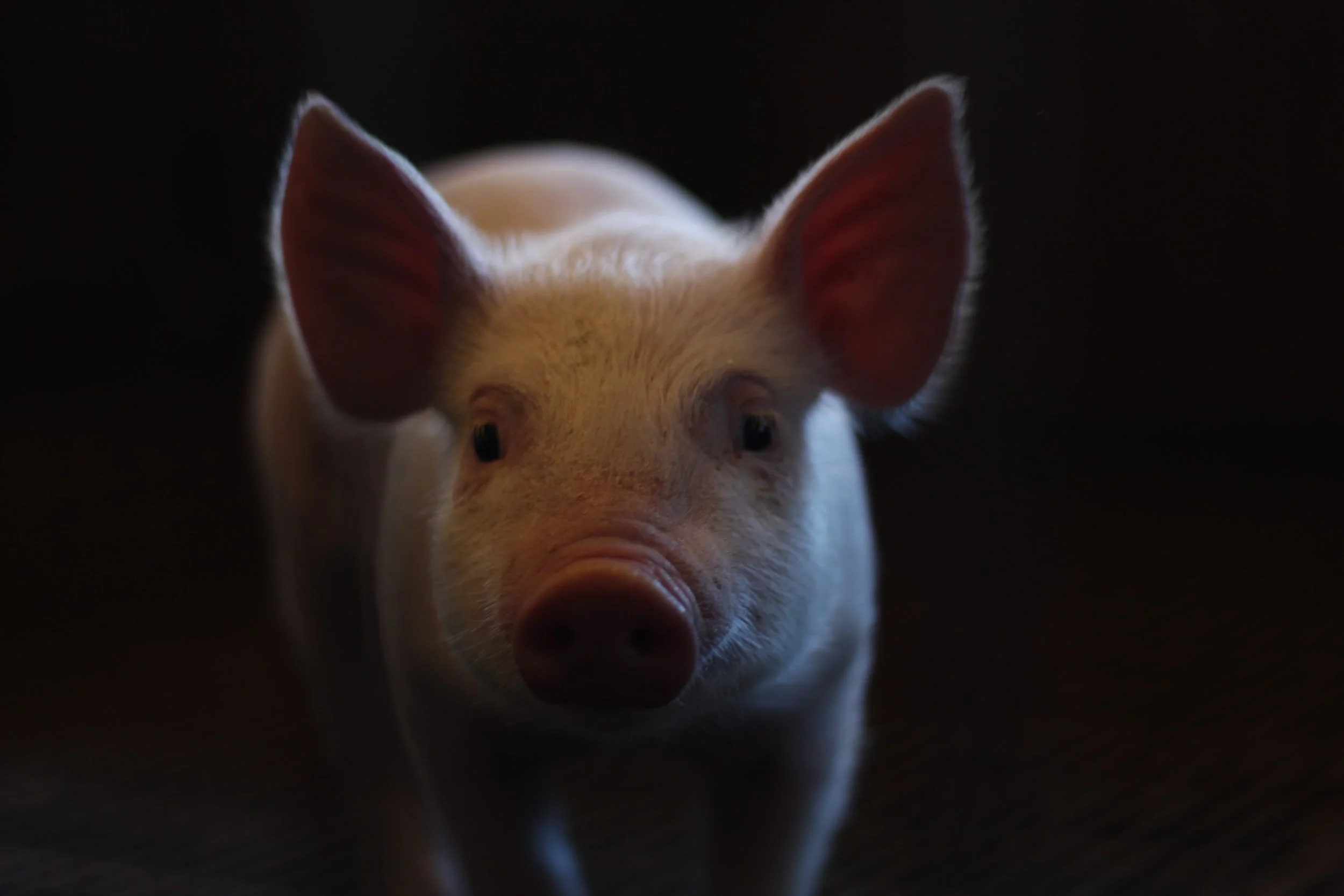 How to Choose a Boar for Breeding on Your Farm — J&R Pierce Family Farm