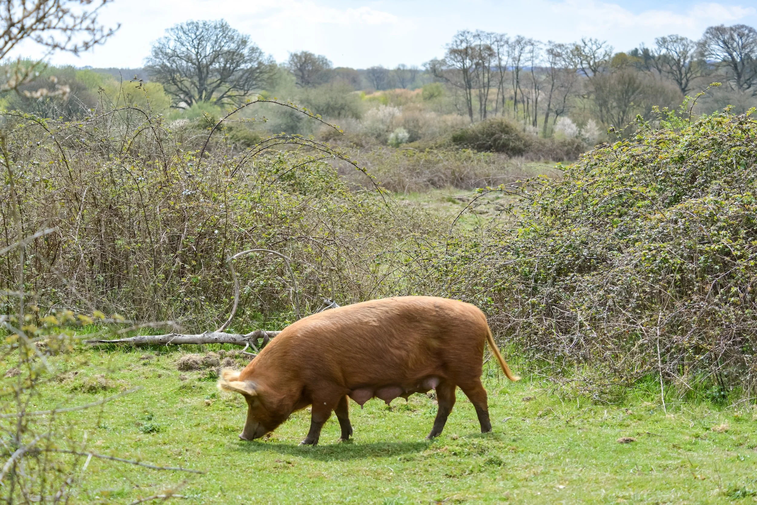 Can You Compost Pig Manure? — J&R Pierce Family Farm