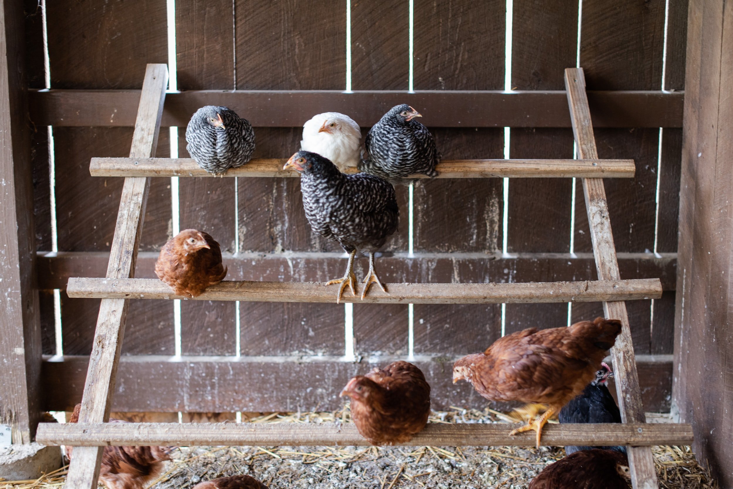 What is the Pecking Order in Chickens? — J&R Pierce Family Farm