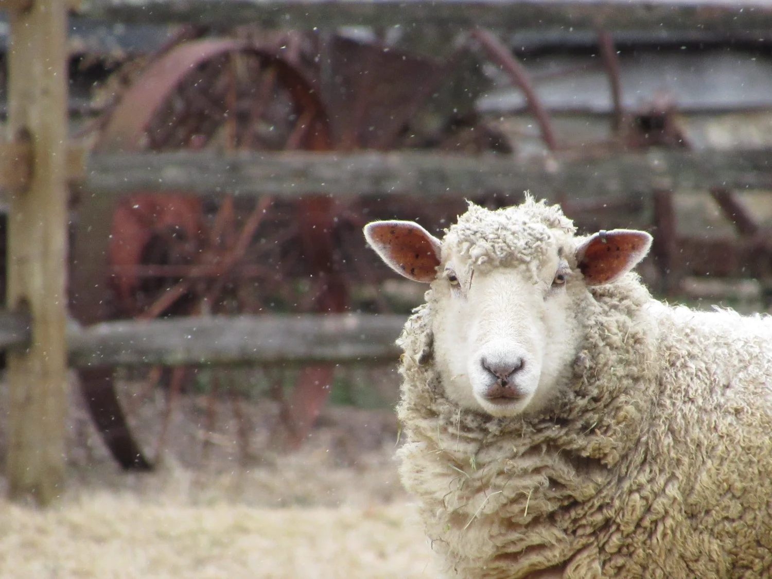 Everything You Need to Know About Fencing for Sheep — J&R Pierce Family ...