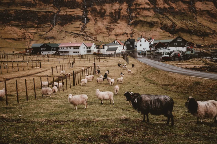 Everything You Need to Know About Fencing for Sheep — J&R Pierce Family ...