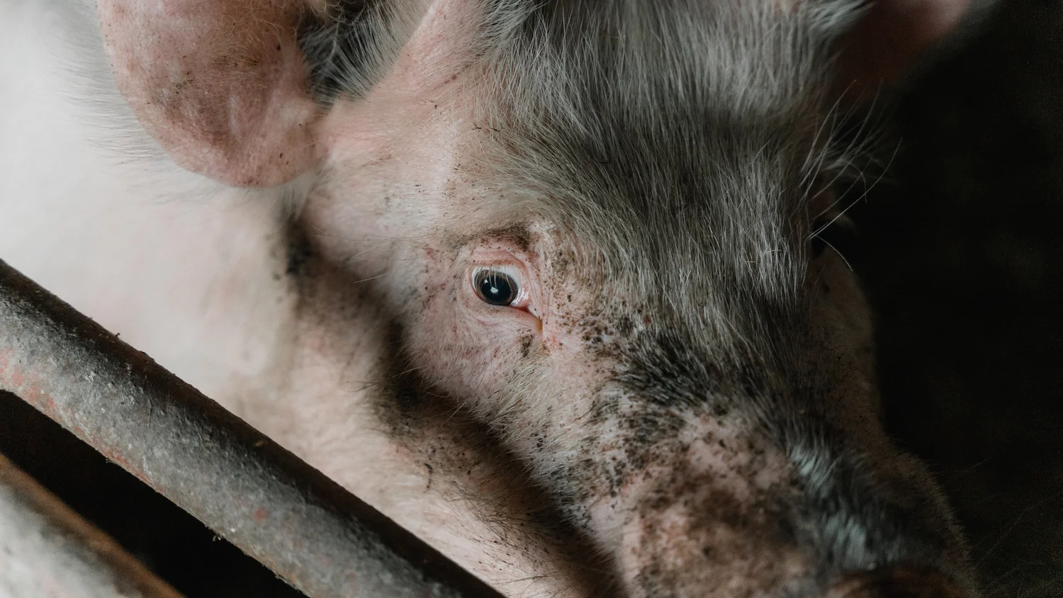 How Do Automatic Feeders for Pigs Work? — J&R Pierce Family Farm