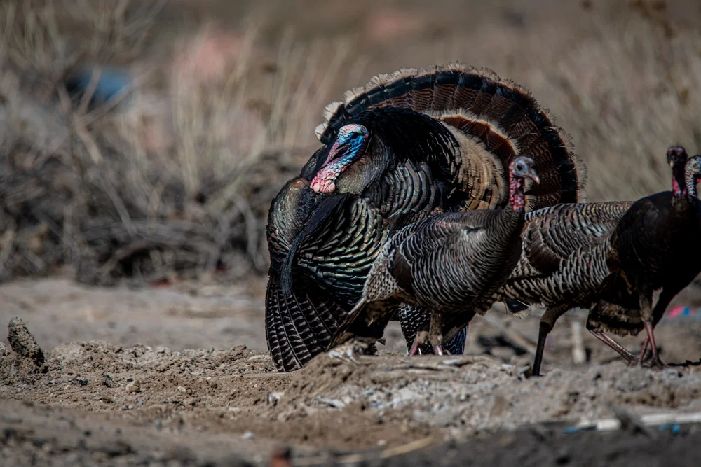 Tips for Raising Turkeys: Everything You Need to Know — J&R Pierce ...