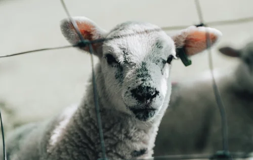 Everything You Ever Wanted to Know About Lambing — J&R Pierce Family Farm