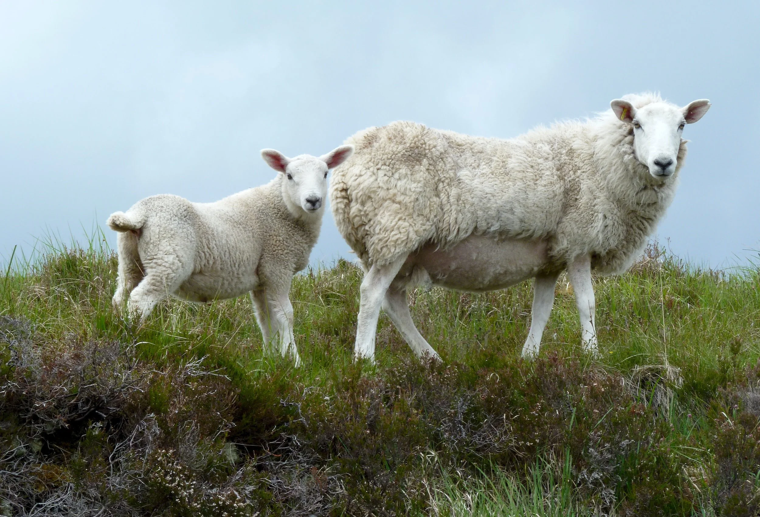Everything You Ever Wanted to Know About Lambing — J&R Pierce Family Farm