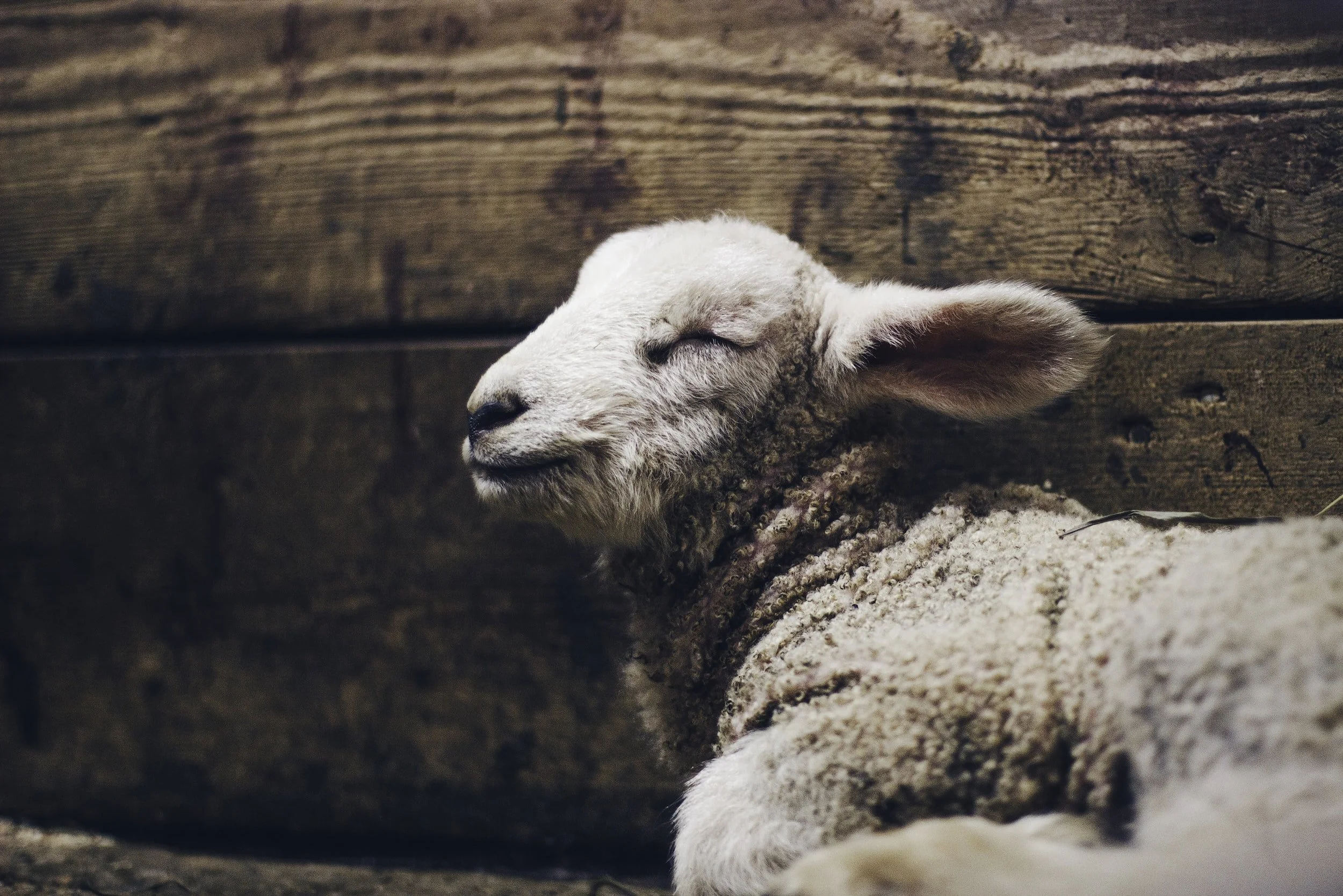 Everything You Ever Wanted to Know About Lambing — J&R Pierce Family Farm