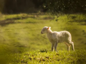 Everything You Ever Wanted to Know About Lambing — J&R Pierce Family Farm