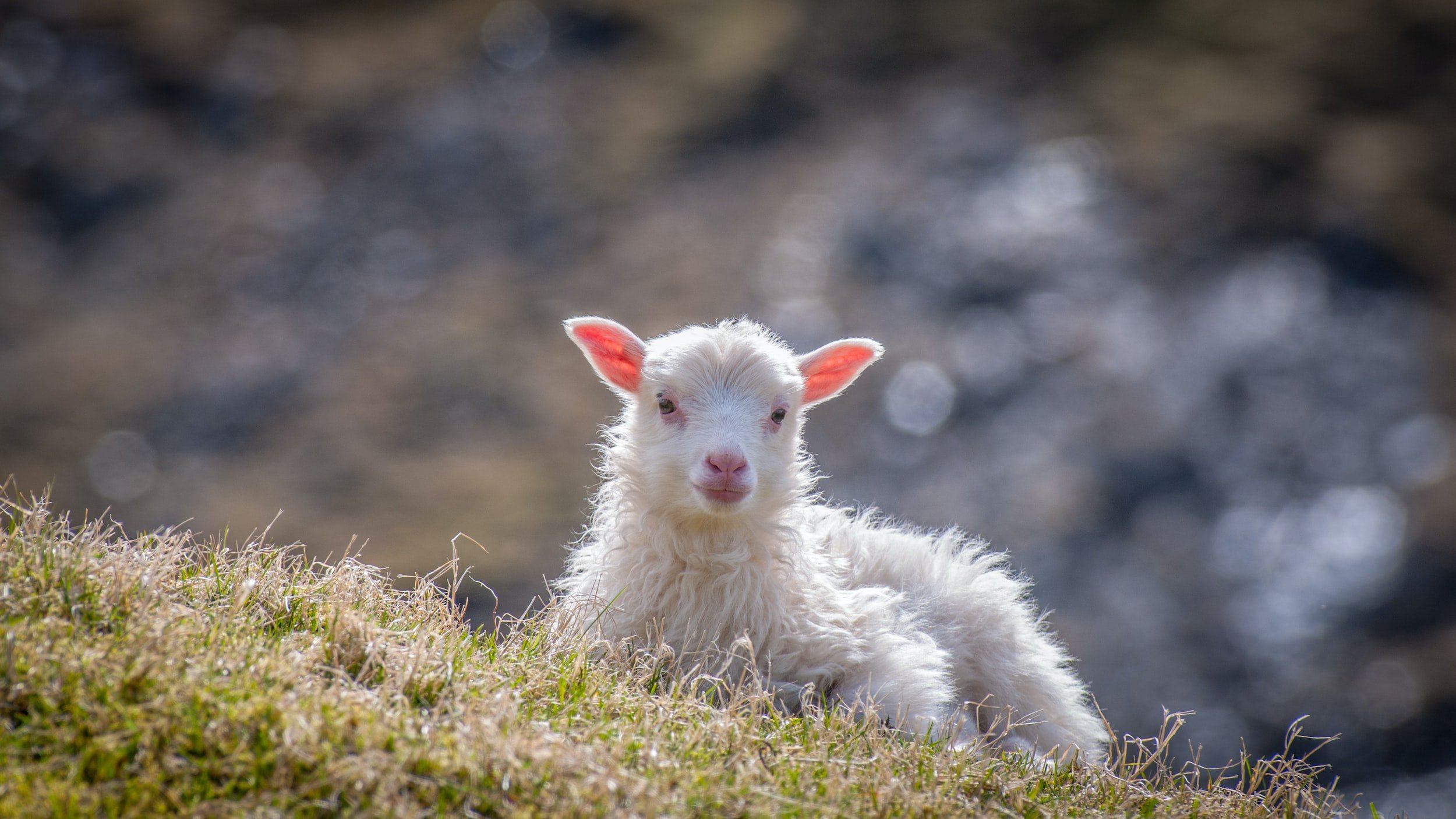 Everything You Ever Wanted to Know About Lambing — J&R Pierce Family Farm
