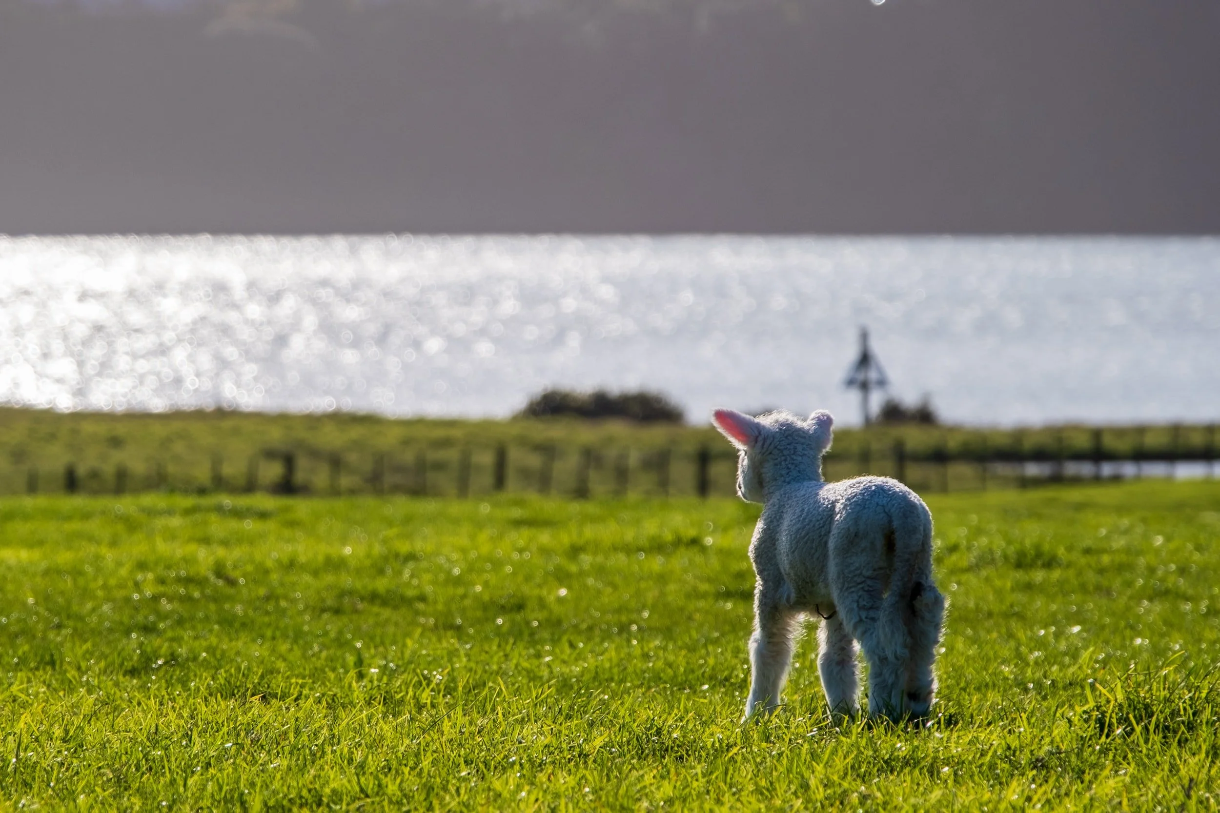 Everything You Ever Wanted to Know About Lambing — J&R Pierce Family Farm