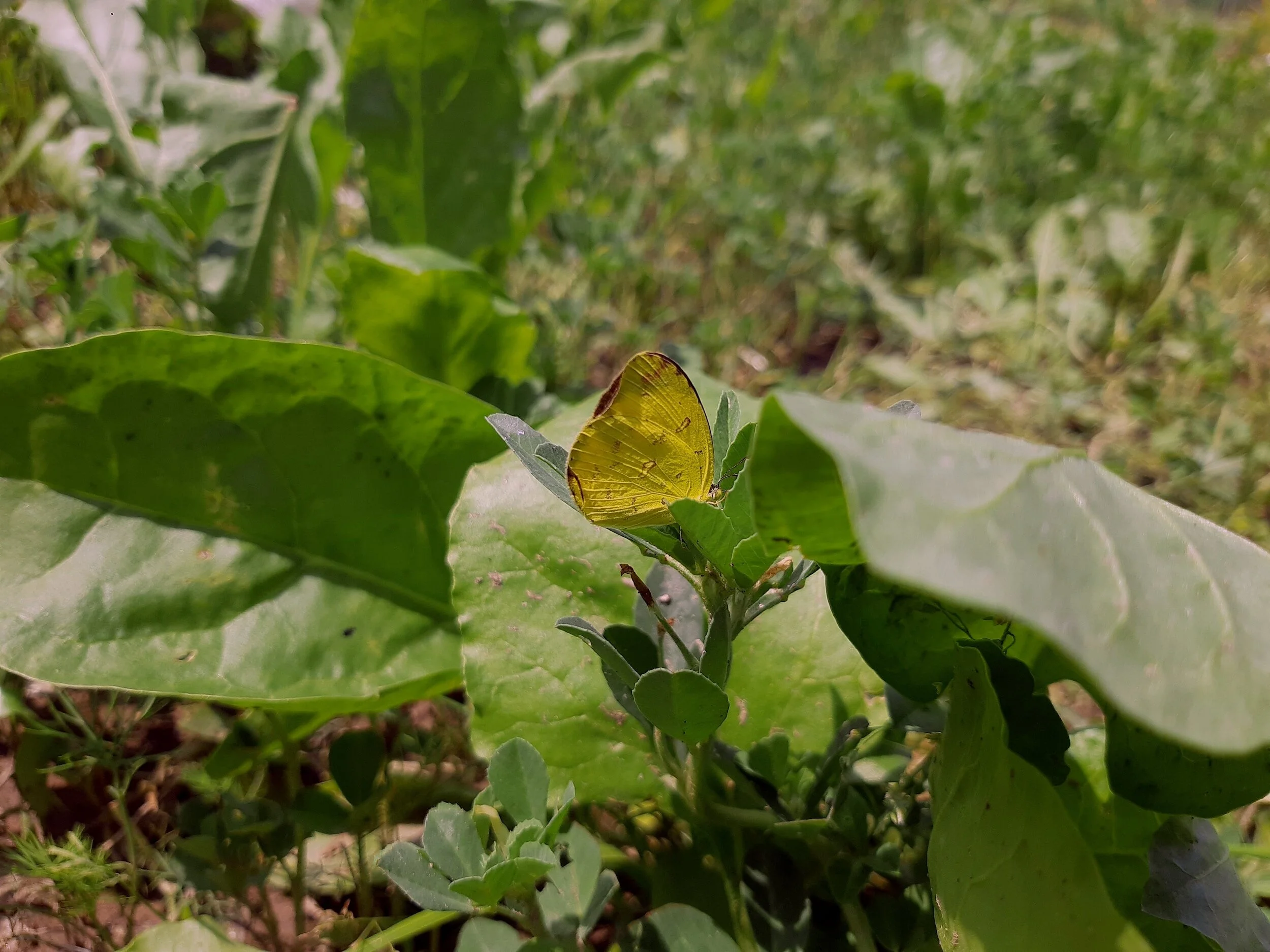 What Are the Most Common Plant Diseases? — J&R Pierce Family Farm
