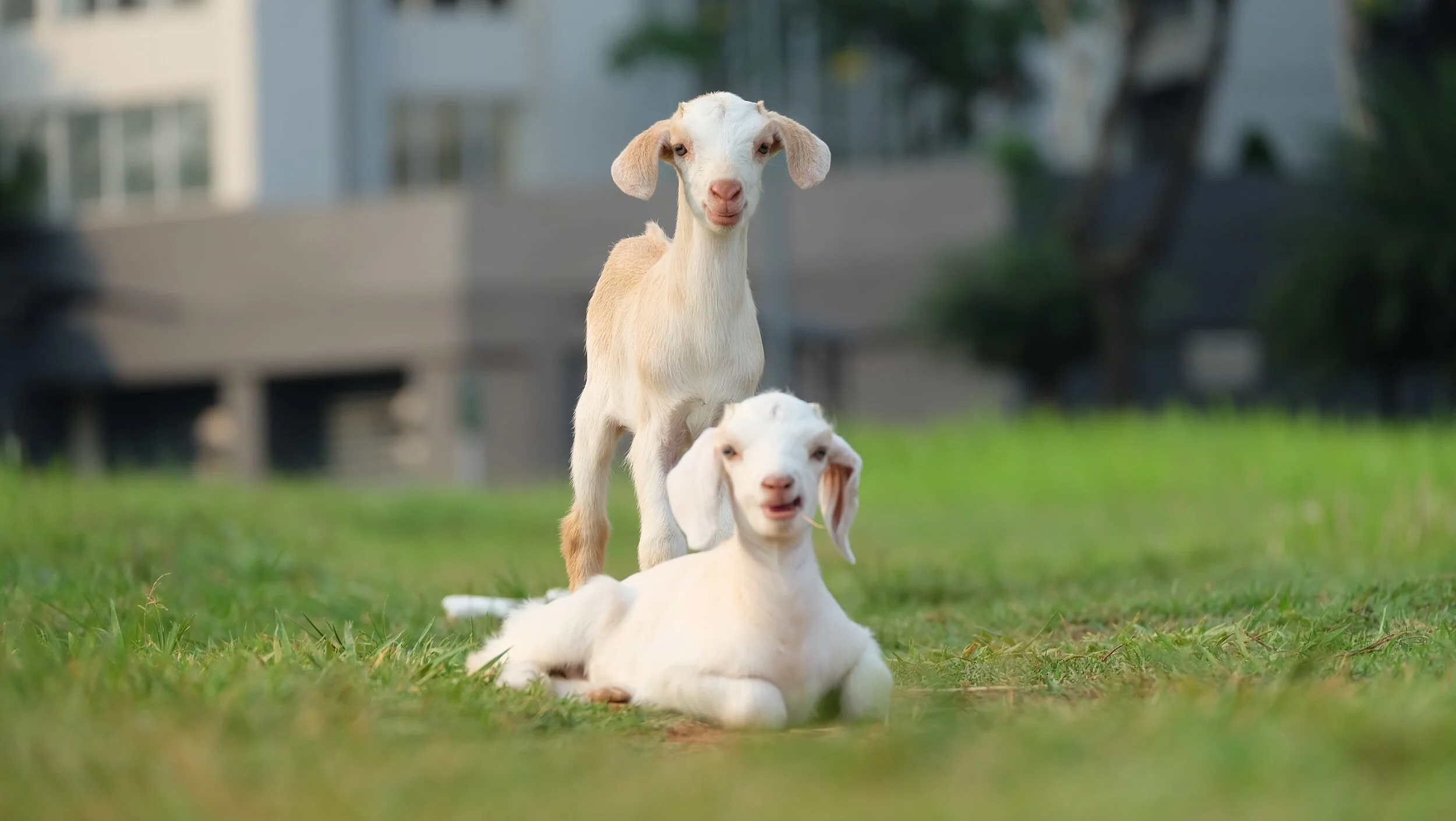 12 of the Best Goat Breeds to Raise on Your Farm — J&R Pierce Family ...