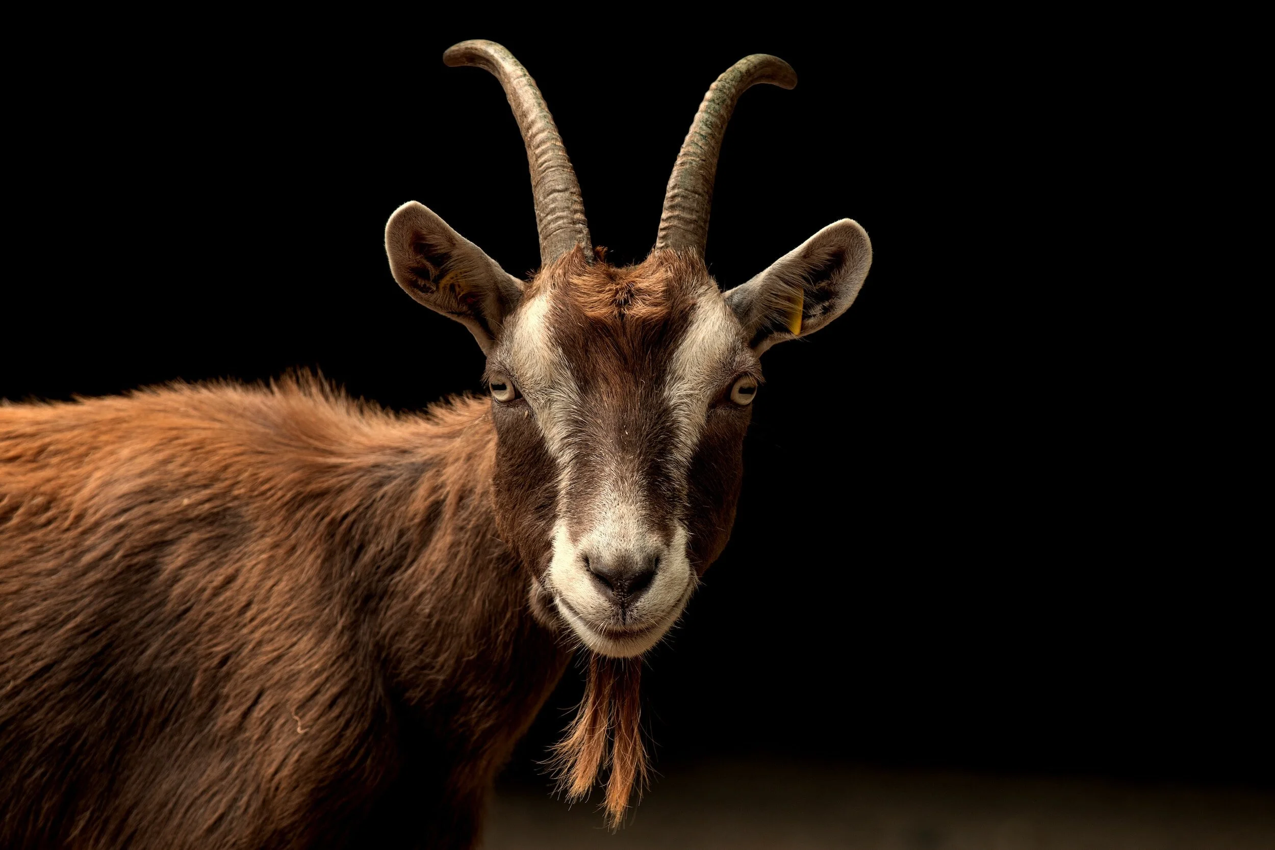 12 of the Best Goat Breeds to Raise on Your Farm — J&R Pierce Family ...