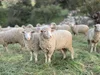 What is Coccidiosis in Sheep? — J&R Pierce Family Farm: Official Blog