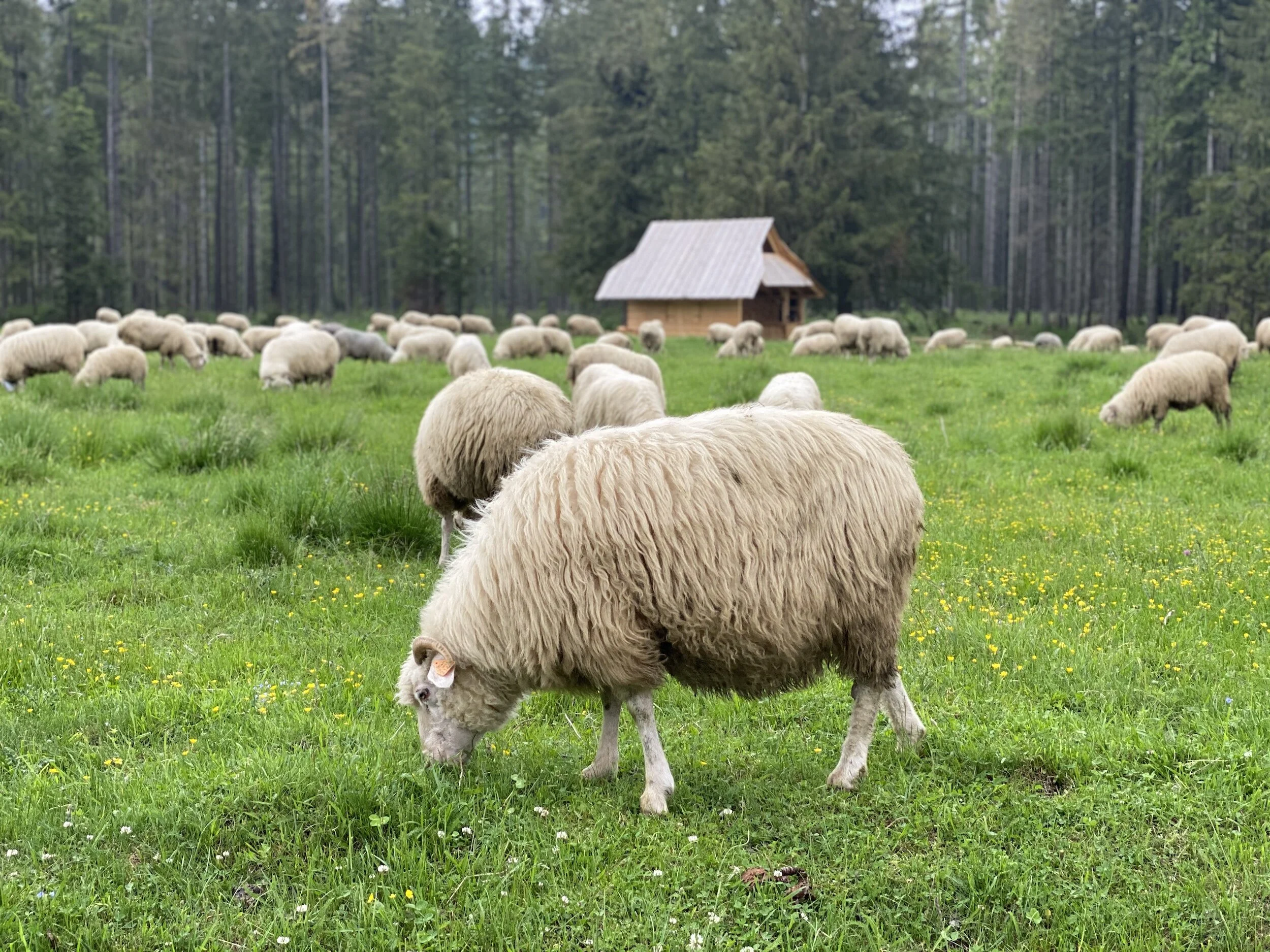 What is Coccidiosis in Sheep? — J&R Pierce Family Farm: Official Blog