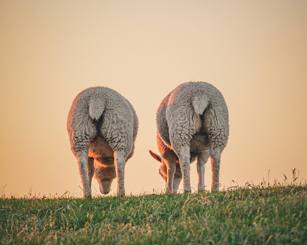 What is Coccidiosis in Sheep? — J&R Pierce Family Farm: Official Blog