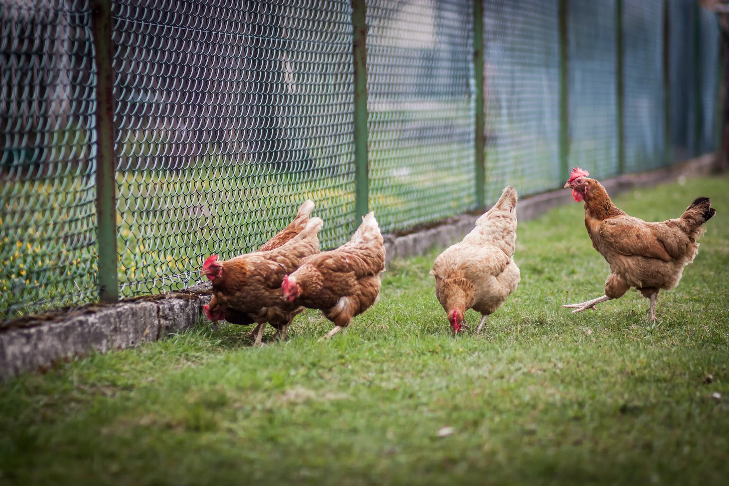 What Causes Diarrhea in Chickens? — J&R Pierce Family Farm: Official Blog