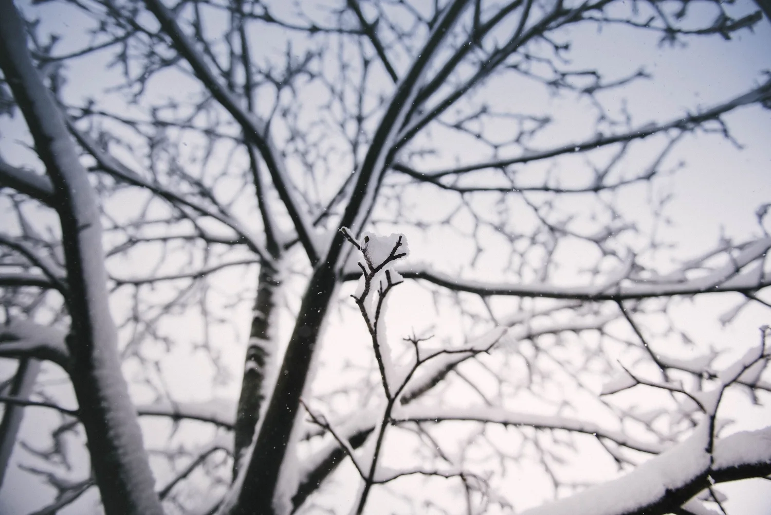 What Are the Best Cold Weather Plants? — J&R Pierce Family Farm