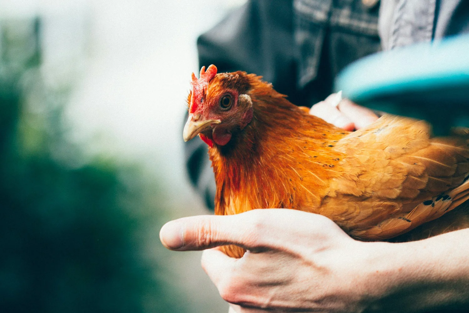 How Long Can a Chicken Live With Water Belly? — J&R Pierce Family Farm