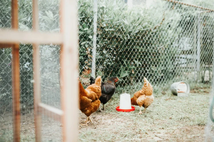 Chicken Grit: Everything You Need to Know — J&R Pierce Family Farm