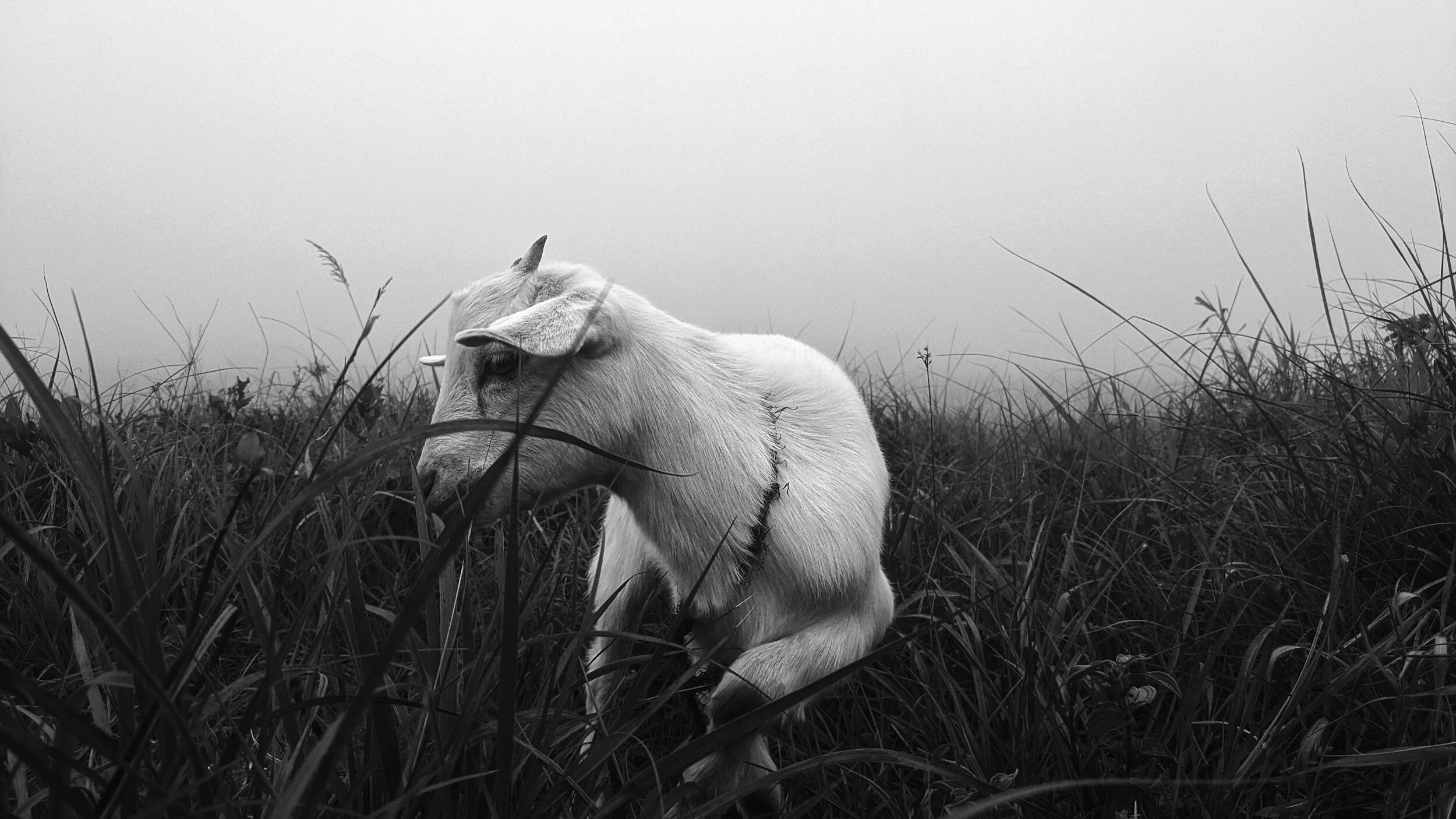 What is the Best Dewormer for Goats? — J&R Pierce Family Farm