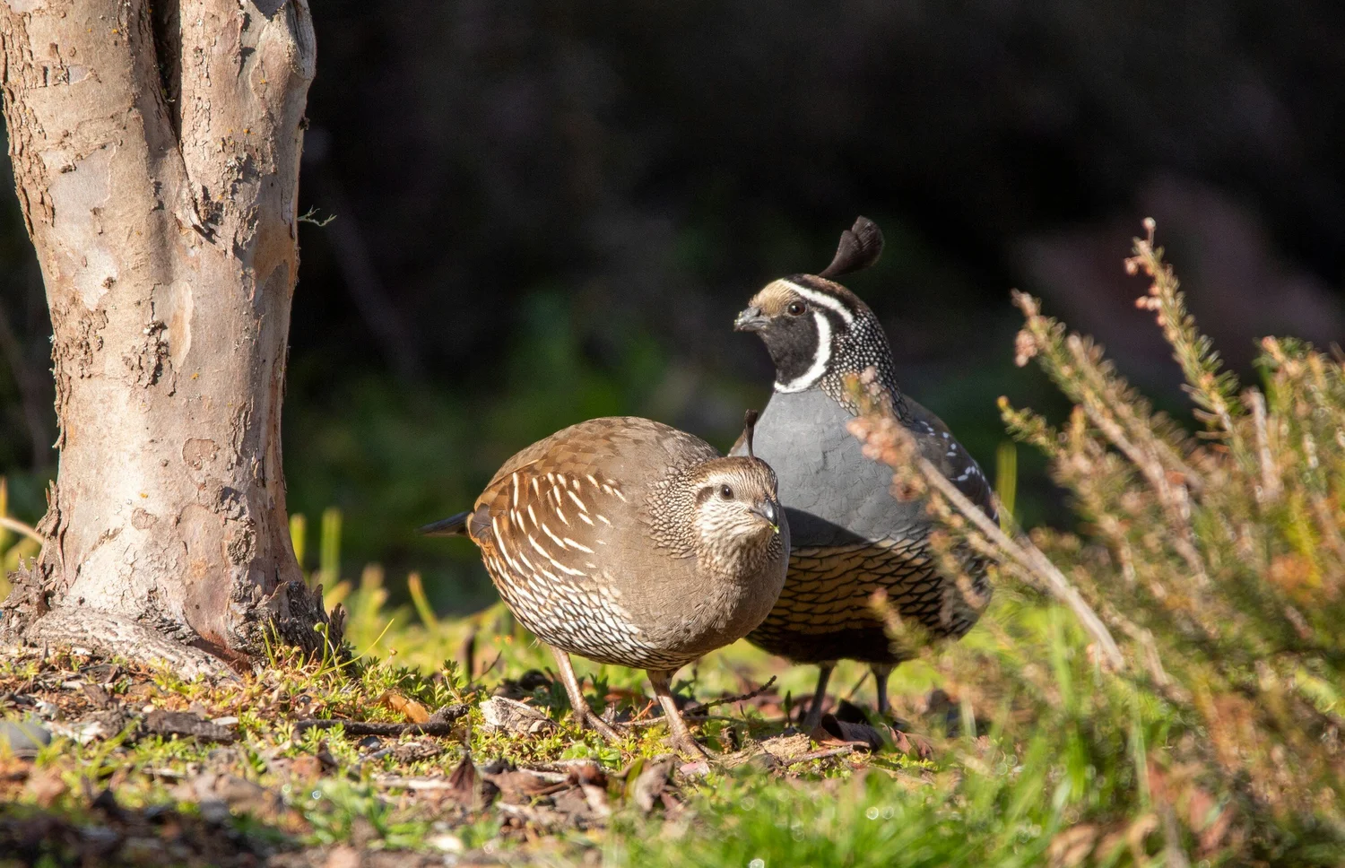 Raising Quail: What to Know — J&R Pierce Family Farm