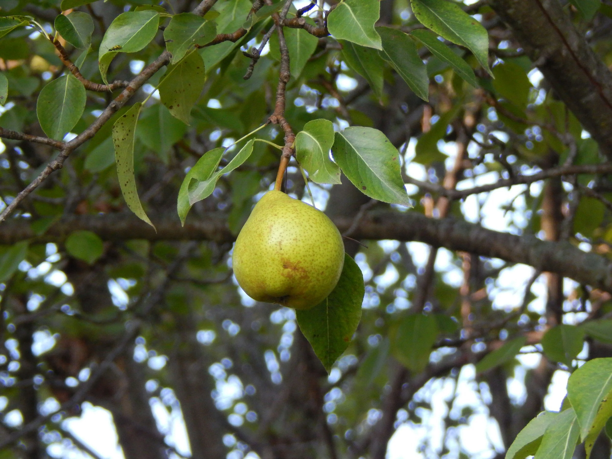 Growing Dwarf Fruit Trees: What to Know — J&R Pierce Family Farm