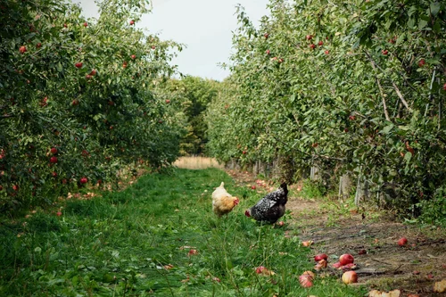 Behind the Food Label: What Does "Free Range" Mean? — J&R Pierce Family ...