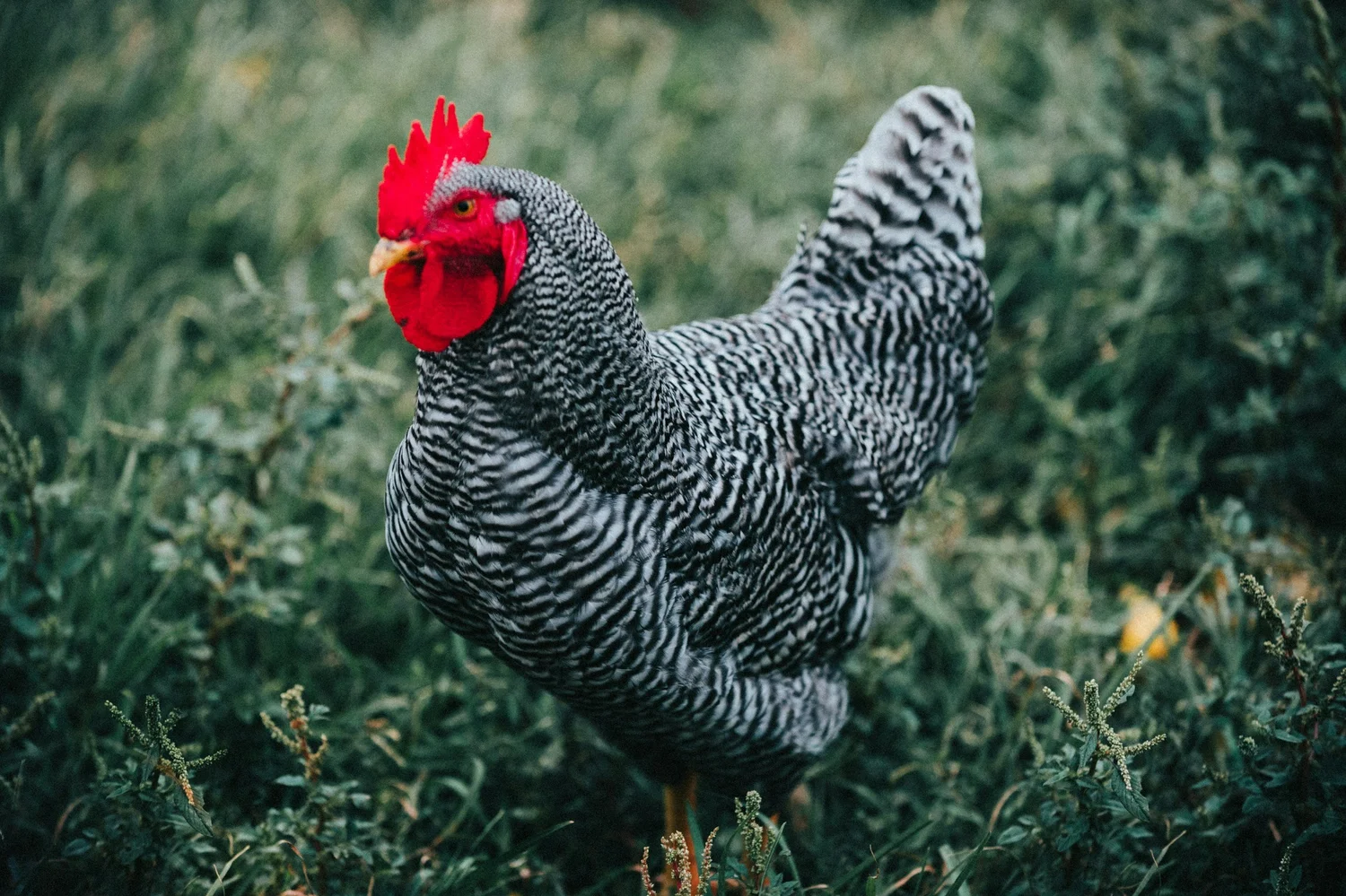 Behind the Food Label: What Does "Free Range" Mean? — J&R Pierce Family ...